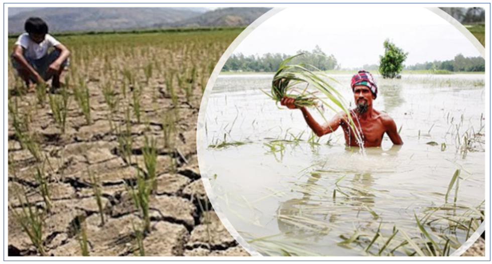 Floating Rice Fields, the quest for solutions to combat drought floods ...